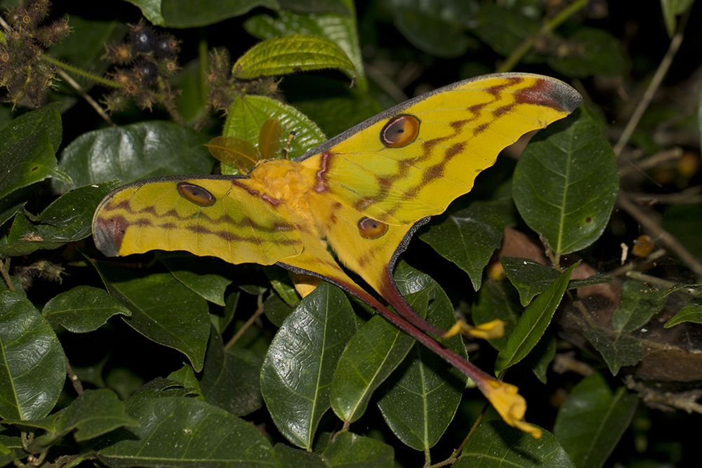 Comet Moth Identification Life Cycle Facts Pictures Comet Moth Identification Life Cycle Facts Pictures
