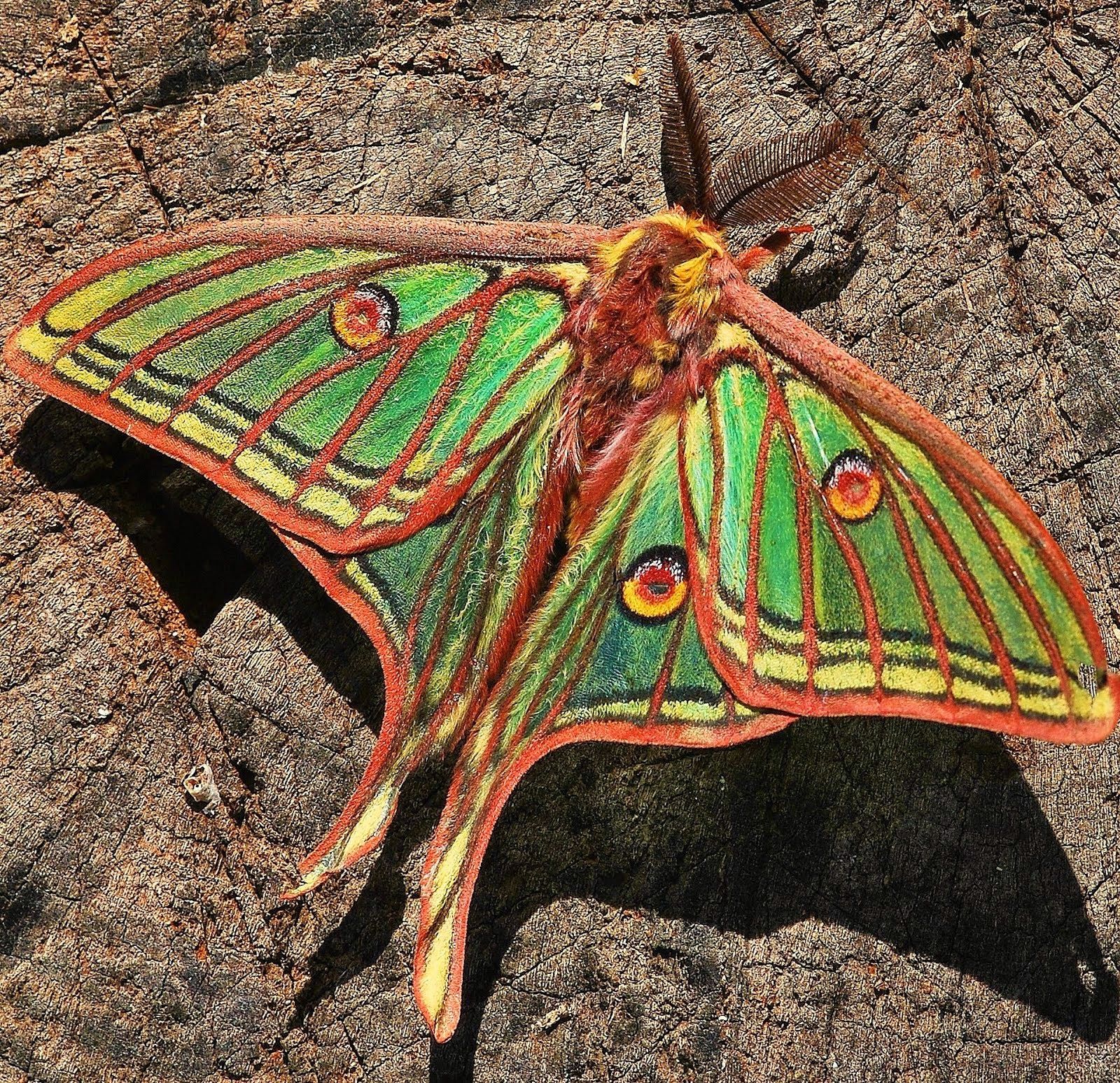 Spanish Moon Moth Identification Life Cycle Facts Pictures Spanish Moon Moth Identification Life Cycle Facts Pictures