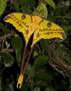 Comet Moth: Identification, Life Cycle, Facts & Pictures