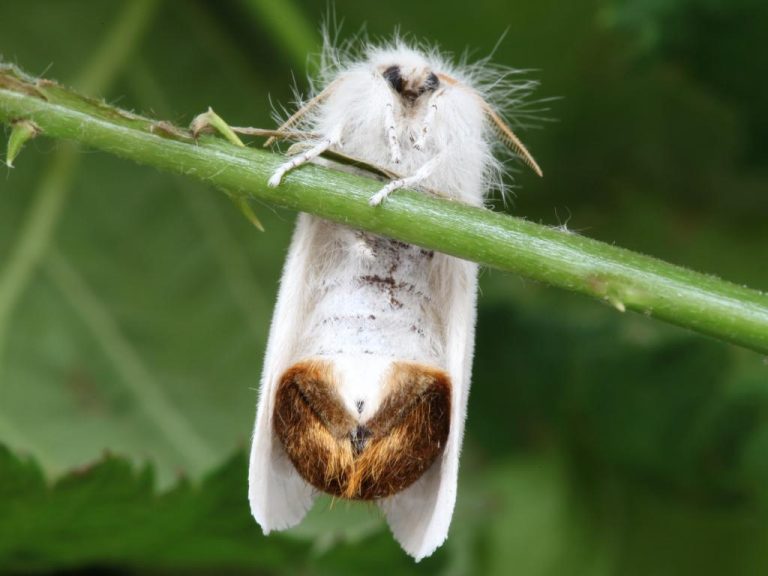 Brown-tail Moth: Identification, Life Cycle, Facts & Pictures