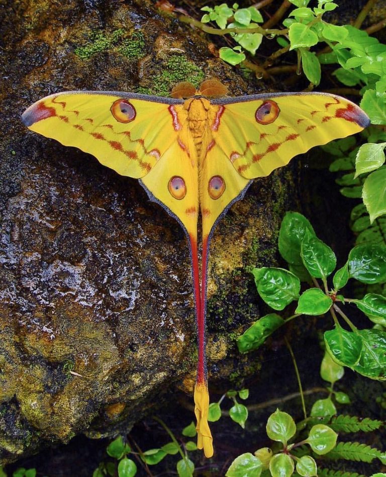 Comet Moth: Identification, Life Cycle, Facts & Pictures