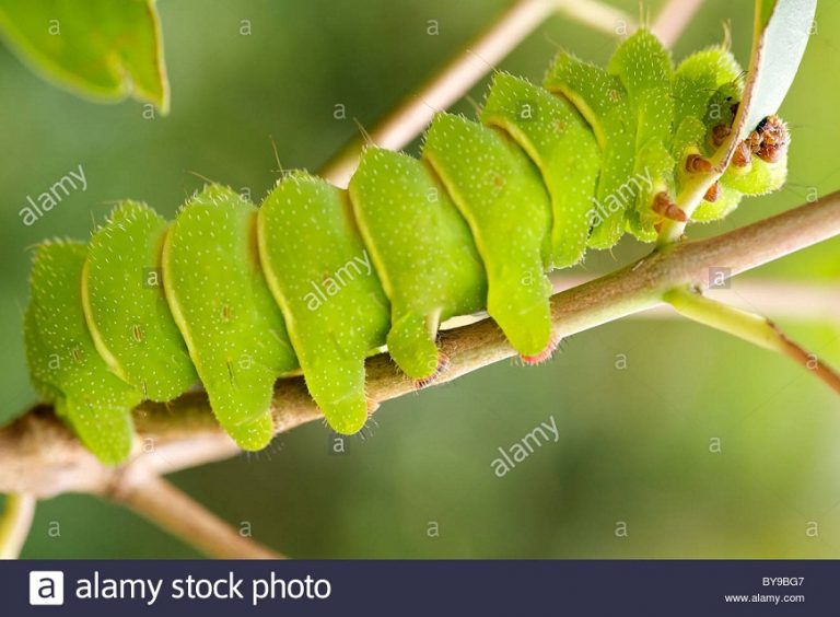 Comet Moth: Identification, Life Cycle, Facts & Pictures