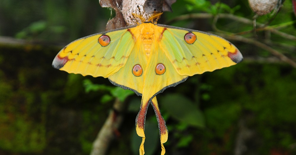 Comet Moth Identification Life Cycle Facts Pictures Comet Moth Identification Life Cycle Facts Pictures