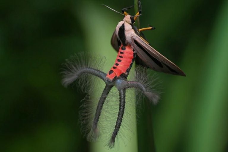 Creatonotos Gangis Moth: Identification, Life Cycle, Facts & Pictures