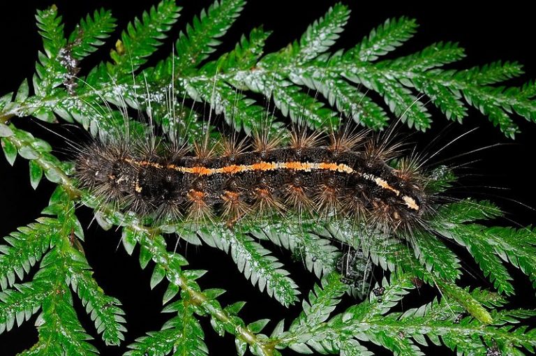 Creatonotos Gangis Moth: Identification, Life Cycle, Facts & Pictures