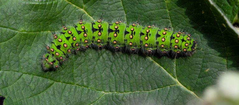Emperor Moth: Identification, Life Cycle, Facts & Pictures
