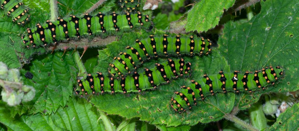 Emperor Moth: Identification, Life Cycle, Facts & Pictures