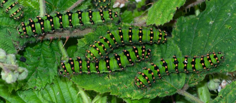 Emperor Moth: Identification, Life Cycle, Facts & Pictures