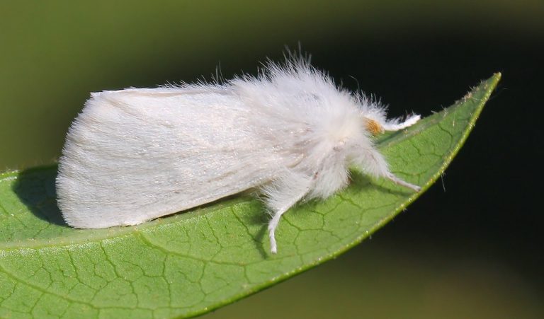 Brown-tail Moth: Identification, Life Cycle, Facts & Pictures