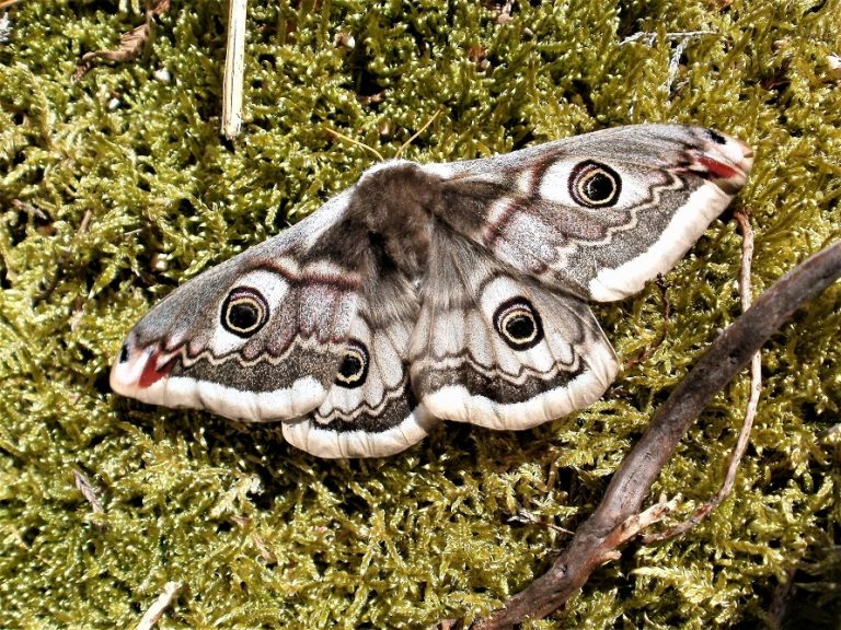 Emperor Moth: Identification, Life Cycle, Facts & Pictures