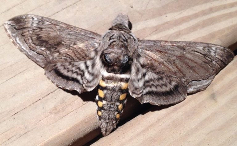 Tomato Hornworm (Five-spotted Hawkmoth): Identification, Life Cycle ...