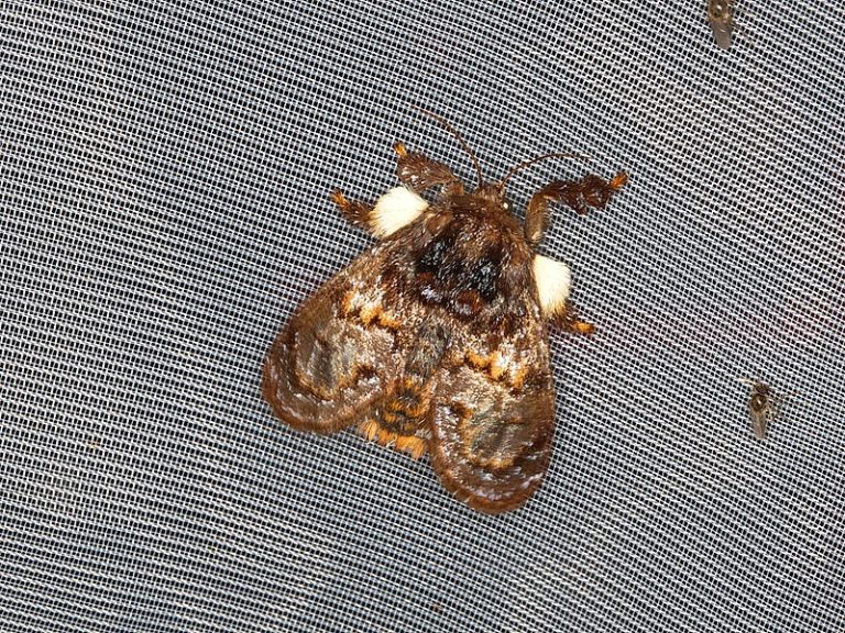 Hag Moth: Identification, Life Cycle, Facts & Pictures
