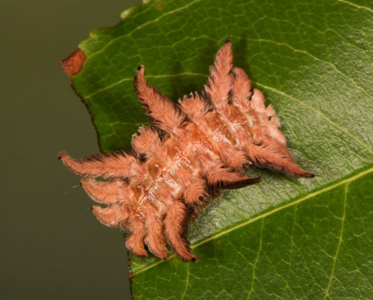 Hag Moth: Identification, Life Cycle, Facts & Pictures