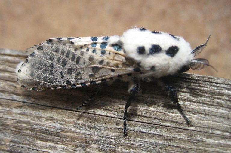 Leopard Moth: Identification, Life Cycle, Facts & Pictures