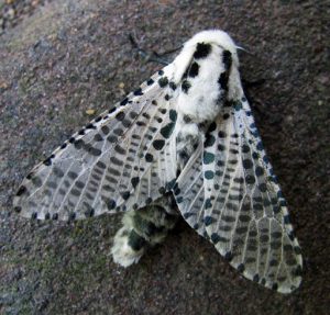Leopard Moth: Identification, Life Cycle, Facts & Pictures
