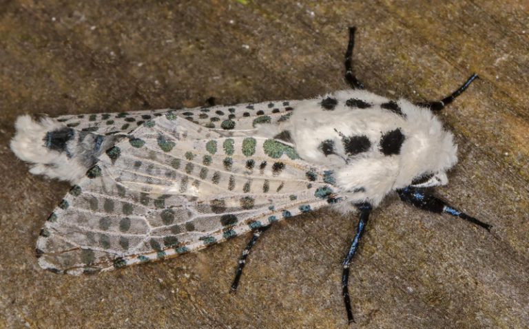 Leopard Moth: Identification, Life Cycle, Facts & Pictures