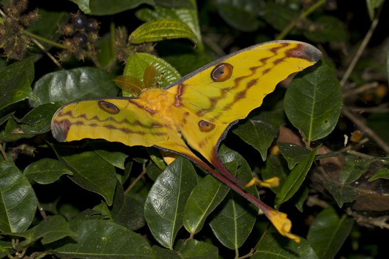 Comet Moth: Identification, Life Cycle, Facts & Pictures