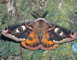 Emperor Moth: Identification, Life Cycle, Facts & Pictures