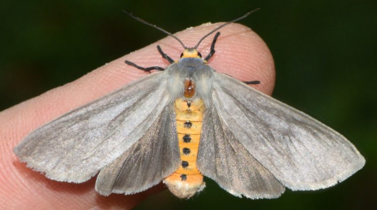 Milkweed Tussock Moth: Identification, Life Cycle, Facts & Pictures