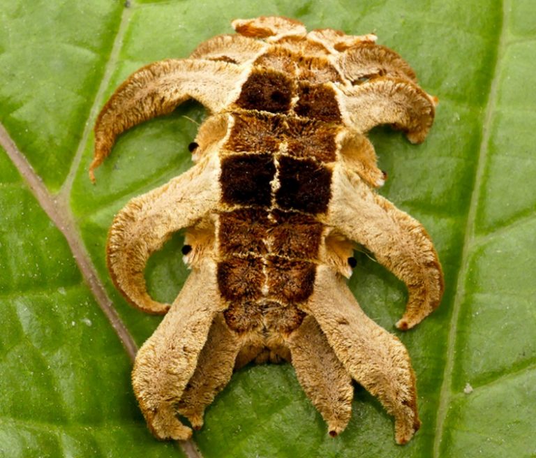 Hag Moth: Identification, Life Cycle, Facts & Pictures