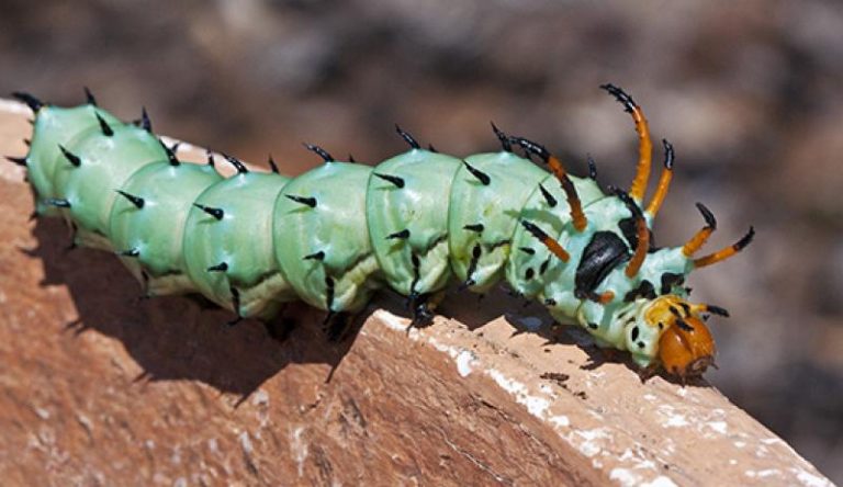 Regal Moth: Identification, Life Cycle, Facts & Pictures