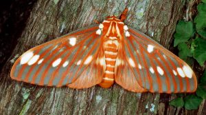 Regal Moth: Identification, Life Cycle, Facts & Pictures