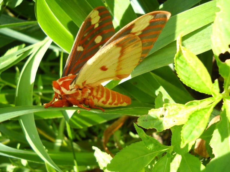 Regal Moth: Identification, Life Cycle, Facts & Pictures