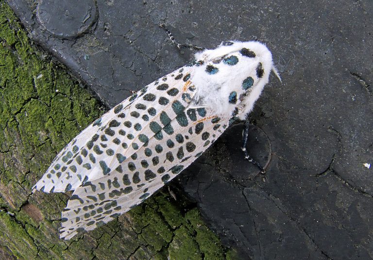 Leopard Moth: Identification, Life Cycle, Facts & Pictures