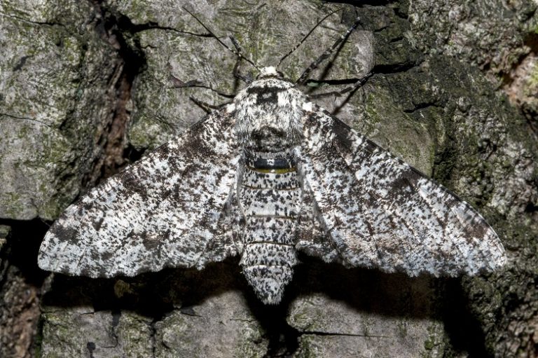Peppered Moth: Identification, Life Cycle, Facts & Pictures