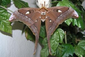 Hercules Moth: Identification, Life Cycle, Facts & Pictures