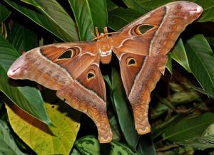Hercules Moth: Identification, Life Cycle, Facts & Pictures
