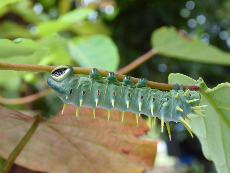 Hercules Moth: Identification, Life Cycle, Facts & Pictures