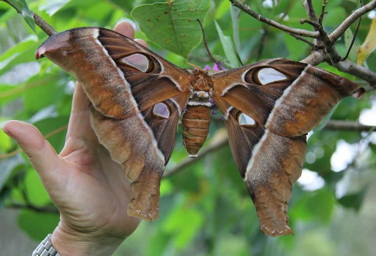 Hercules Moth: Identification, Life Cycle, Facts & Pictures