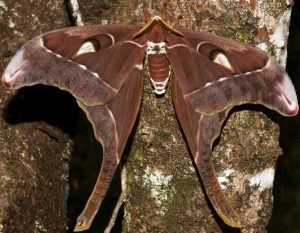 Hercules Moth: Identification, Life Cycle, Facts & Pictures
