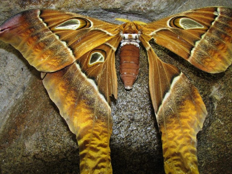 Hercules Moth: Identification, Life Cycle, Facts & Pictures