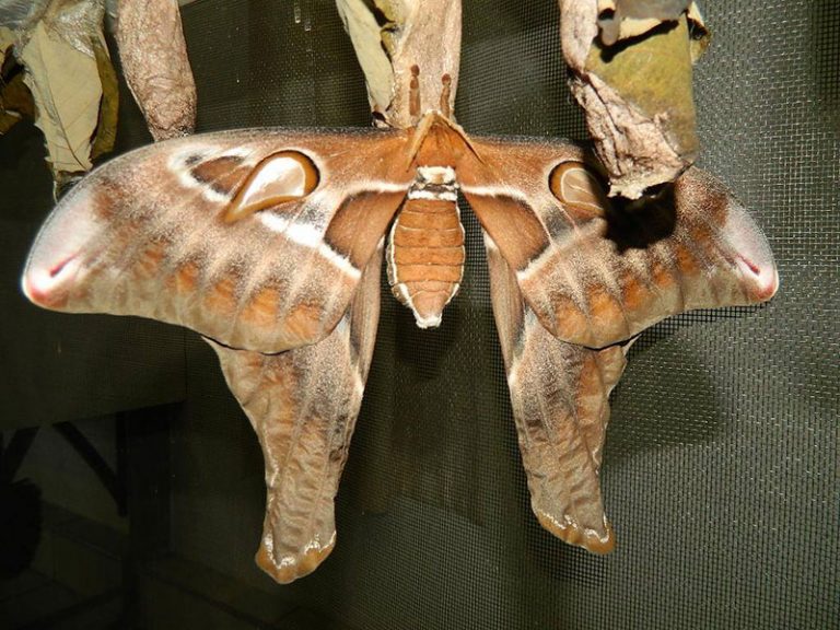 Hercules Moth: Identification, Life Cycle, Facts & Pictures