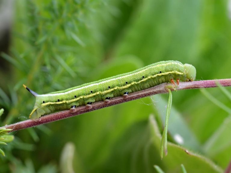 Hummingbird Hawk-moth: Identification, Life Cycle, Facts & Pictures