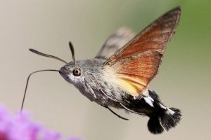 Hummingbird Hawk-moth: Identification, Life Cycle, Facts & Pictures