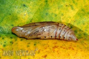 Hummingbird Hawk-moth: Identification, Life Cycle, Facts & Pictures