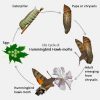 Hummingbird Hawk-moth: Identification, Life Cycle, Facts & Pictures