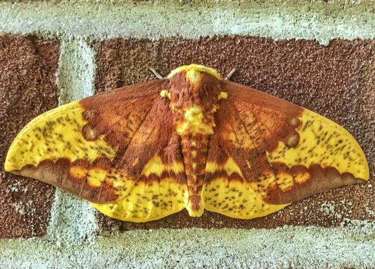 Saturniidae Moth (Saturniidae) | Moth Identification