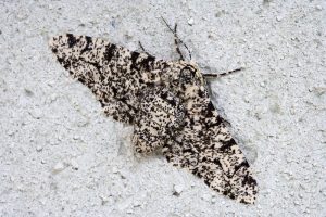 Peppered Moth: Identification, Life Cycle, Facts & Pictures