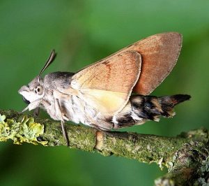Hummingbird Hawk-moth: Identification, Life Cycle, Facts & Pictures