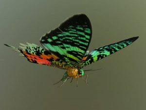 Madagascan Sunset Moth: Identification, Life Cycle, Facts & Pictures