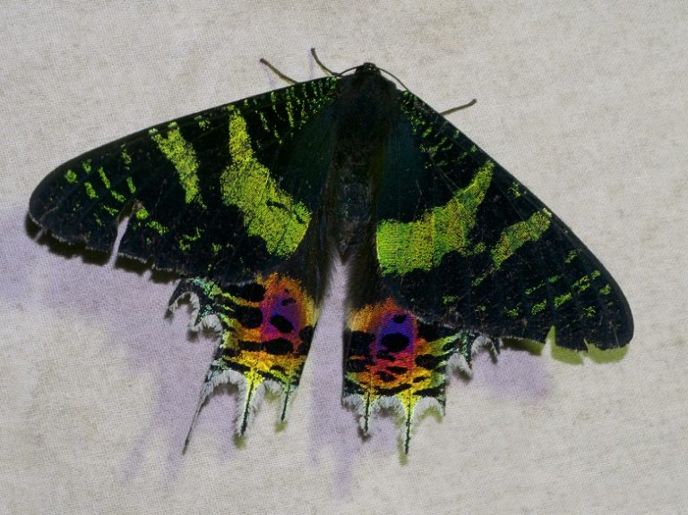 Madagascan Sunset Moth: Identification, Life Cycle, Facts & Pictures