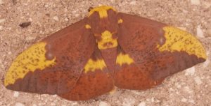 Imperial Moth: Identification, Life Cycle, Facts & Pictures