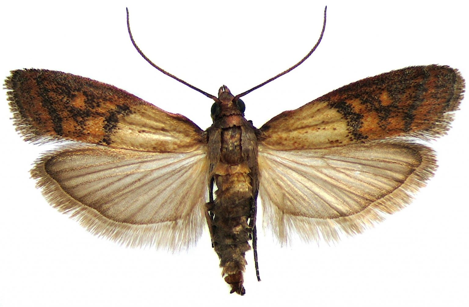 Pantry Moth (Indian Meal Moth): Identification, Life Cycle, Facts ...