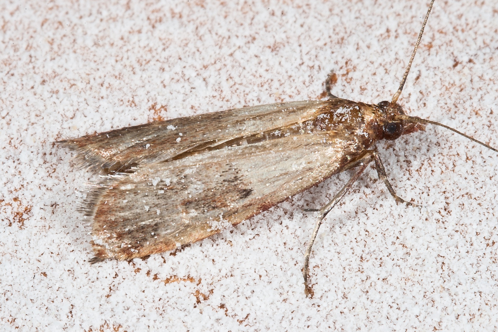 Pantry Moth (Indian Meal Moth): Identification, Life Cycle, Facts ...