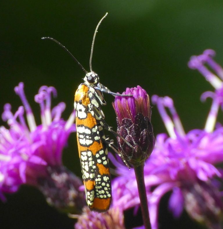 Ailanthus Webworm Moth: Identification, Life Cycle, Facts & Pictures