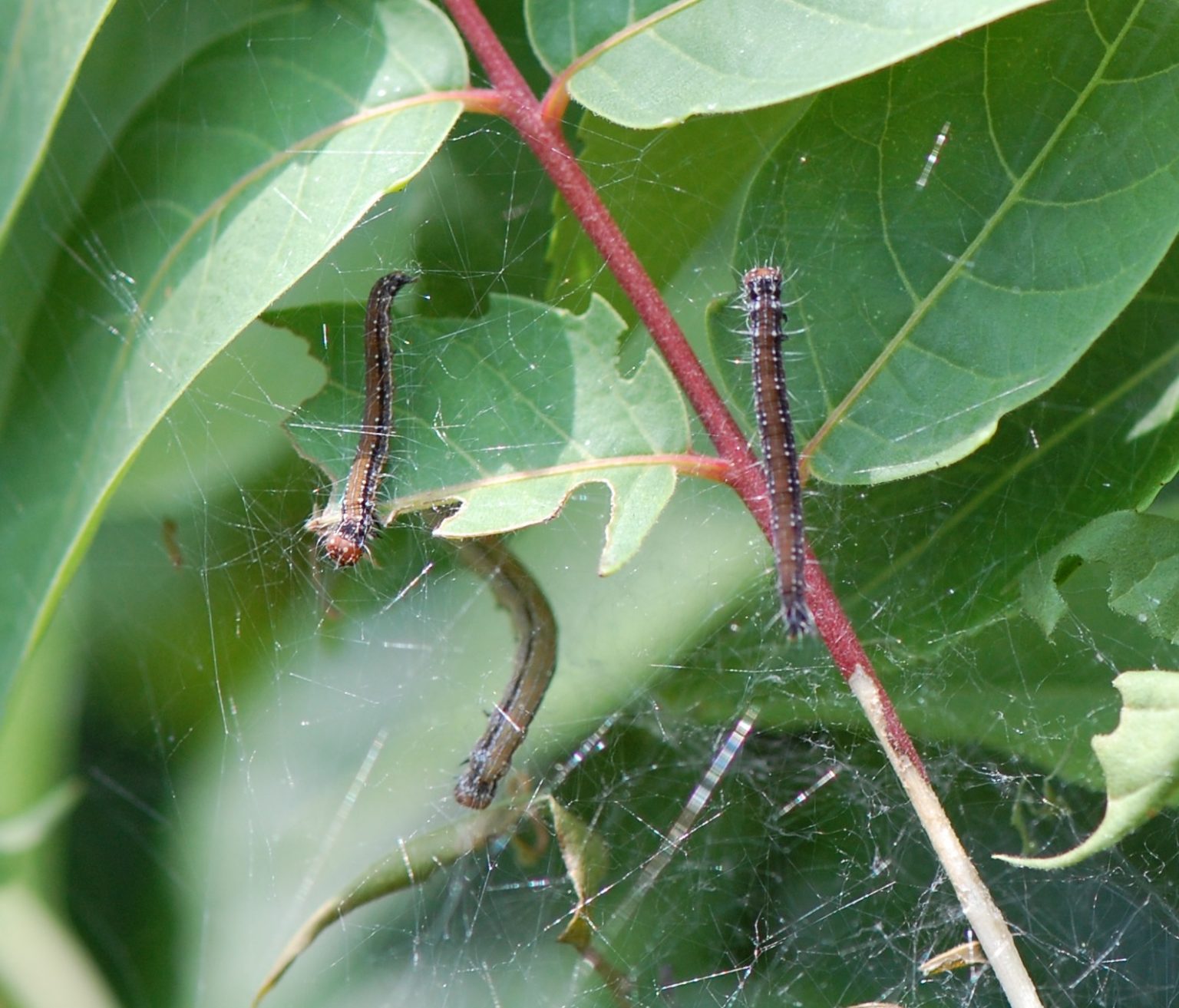 Ailanthus Webworm Moth: Identification, Life Cycle, Facts & Pictures